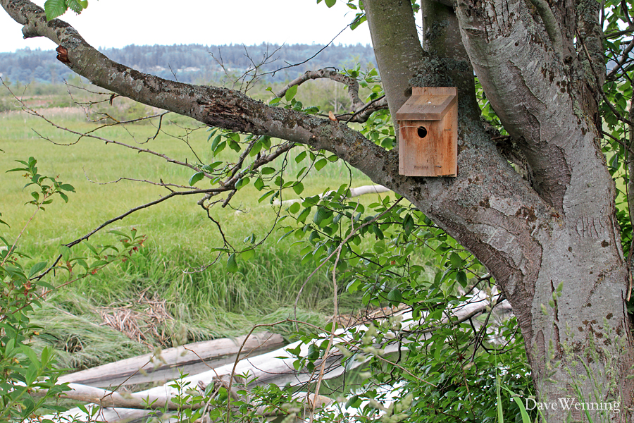 The Nest Box Trail